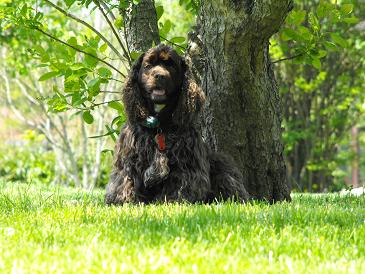 Lake Erie Cocker Spaniels